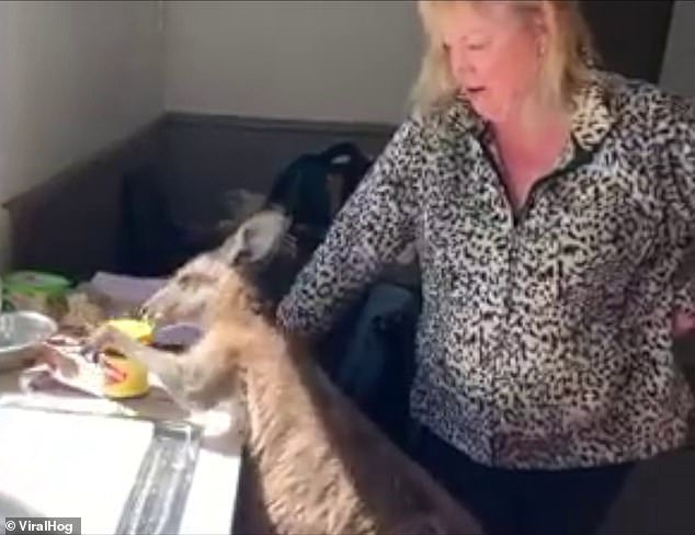 Tourists watch on in amazement as a cheeky kangaroo breaks into their ... Tourists watch on in amazement as a cheeky kangaroo breaks into their ...